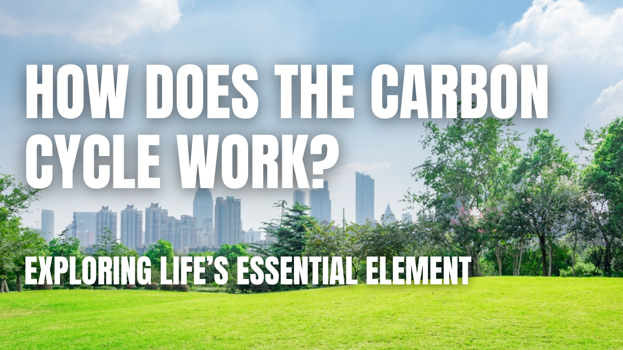 FREE Carbon Cycle Video & Worksheet | Biology & Earth Science – Sciesmic